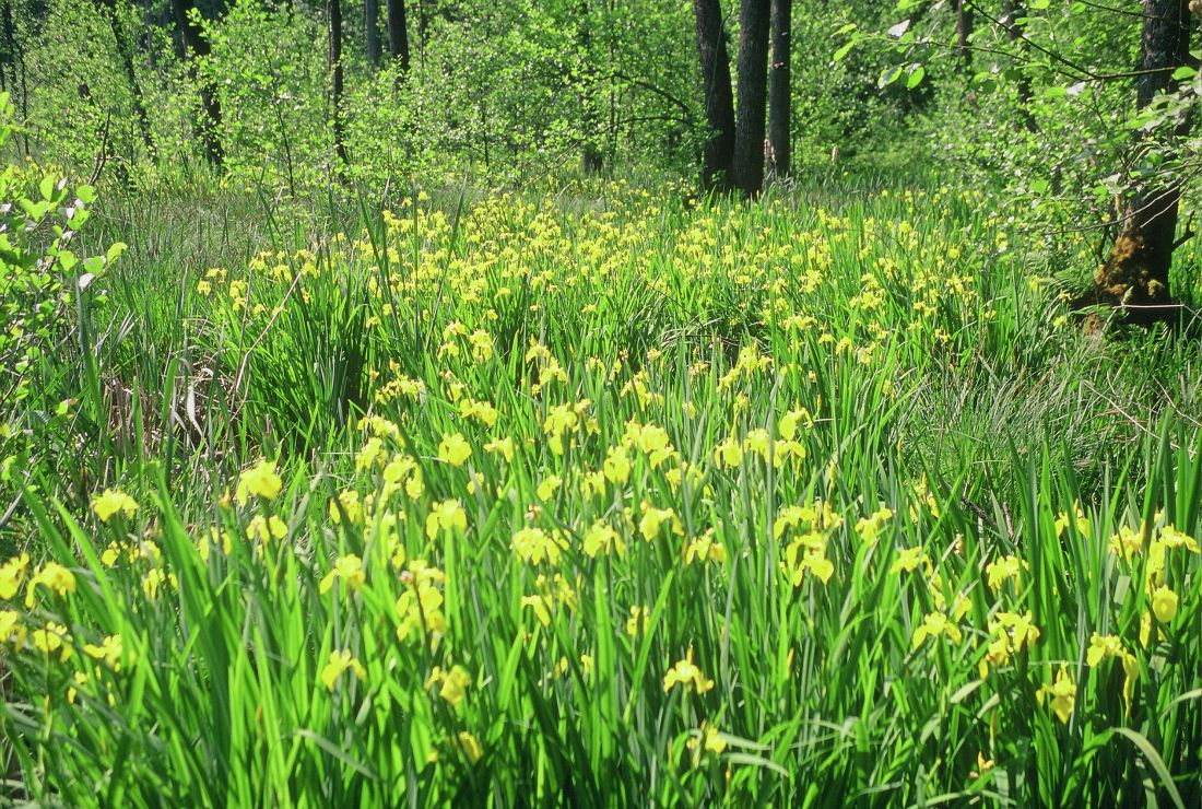 Mali plac – Visit Vrhnika